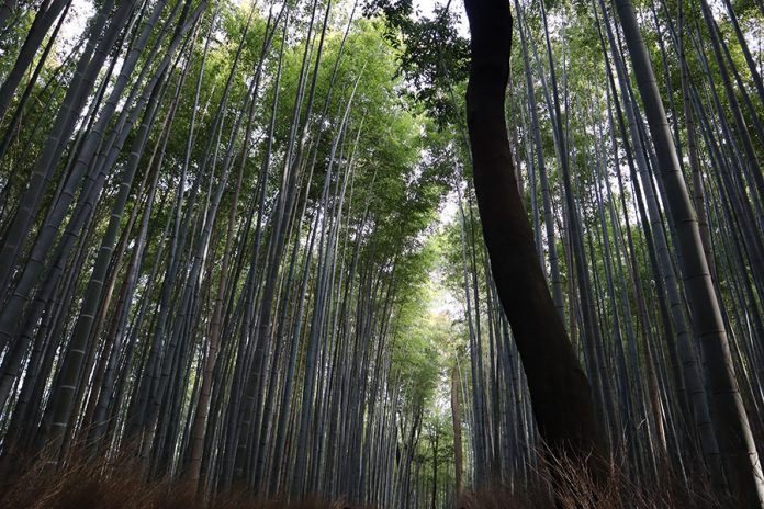 Globetrotting with the Canon M200 – Japan Edition