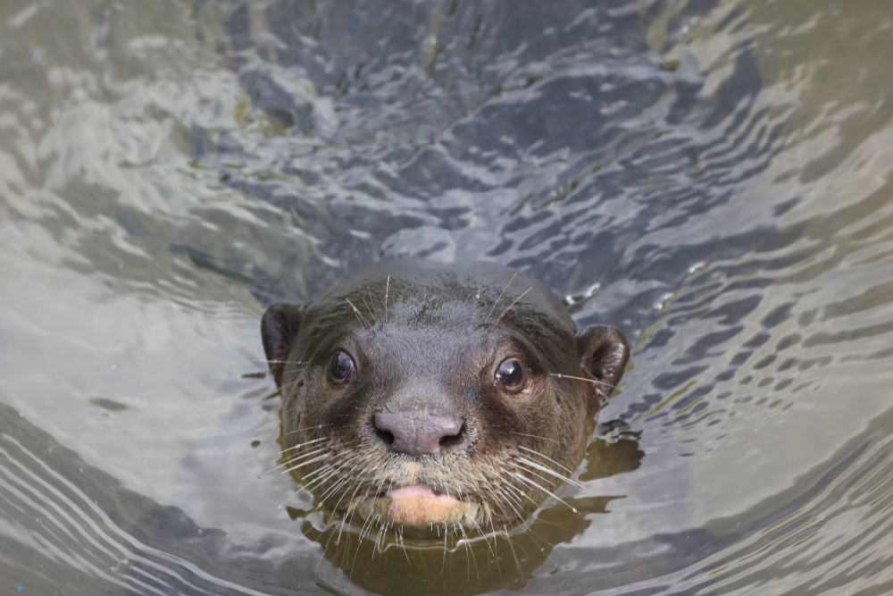 Photowalk: Sungai Api Api with the Canon R6 and RF 800mm F11 STM - NXT